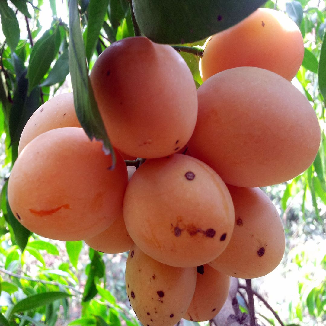 Polynesian Produce Stand : ~MAPRANG~ Bouea macrophylla YUMMY RARE FRUIT TREE Live small pot'd ...